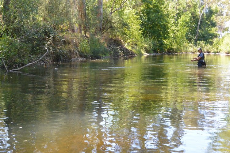 Murray Cod Fly Fishing | Expert Guide — The Flyfisher