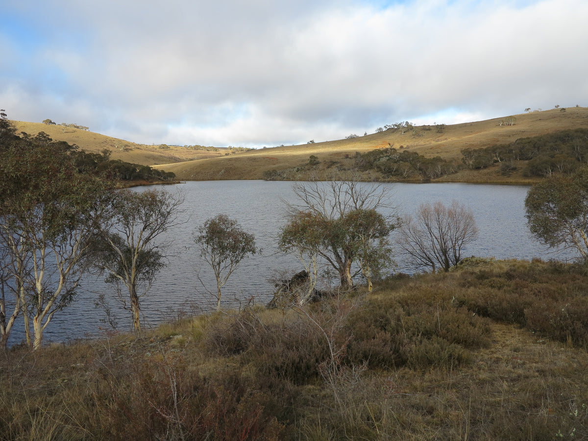 Fly Fishing for Carp | Expert Guide — The Flyfisher