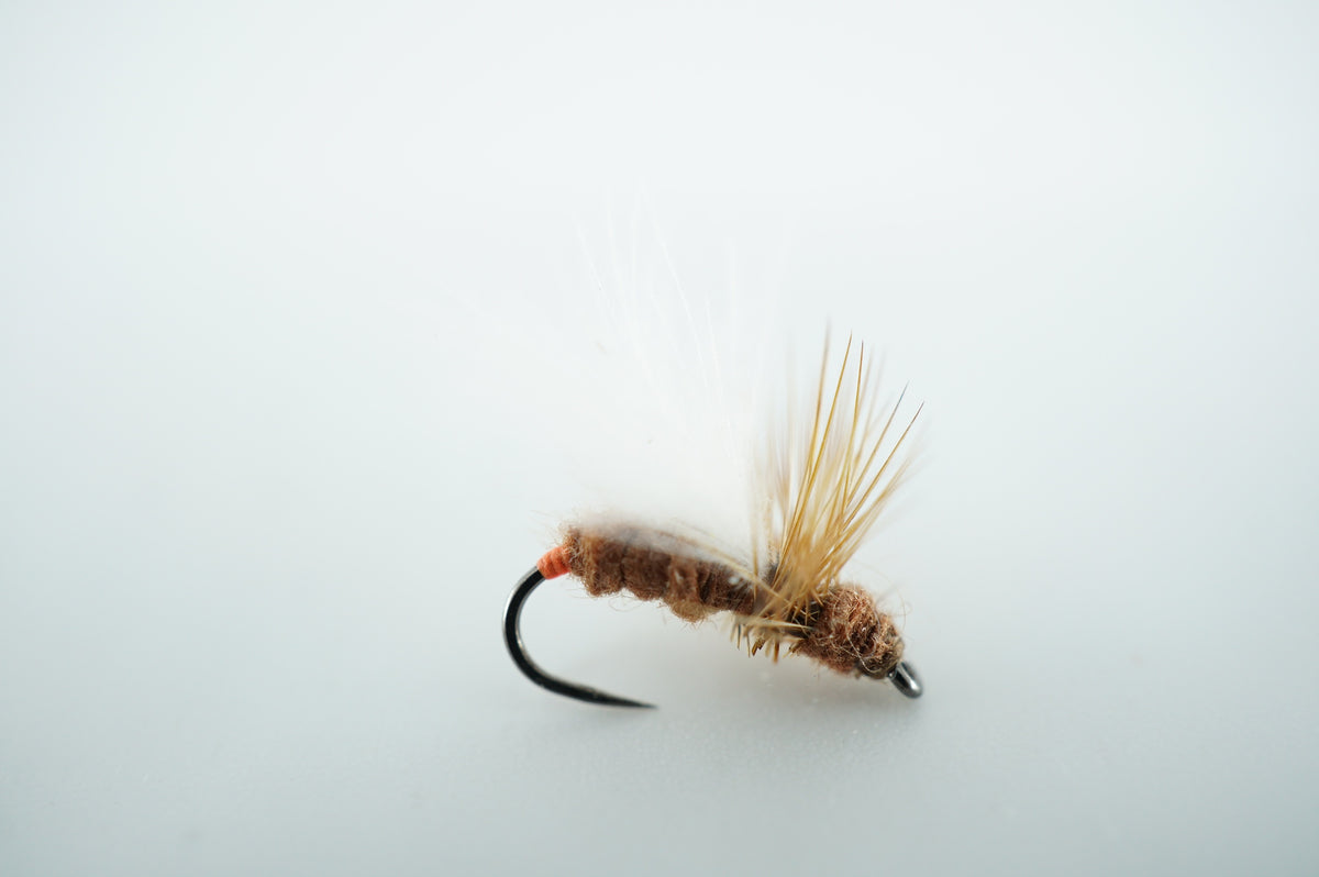 Roo's termite